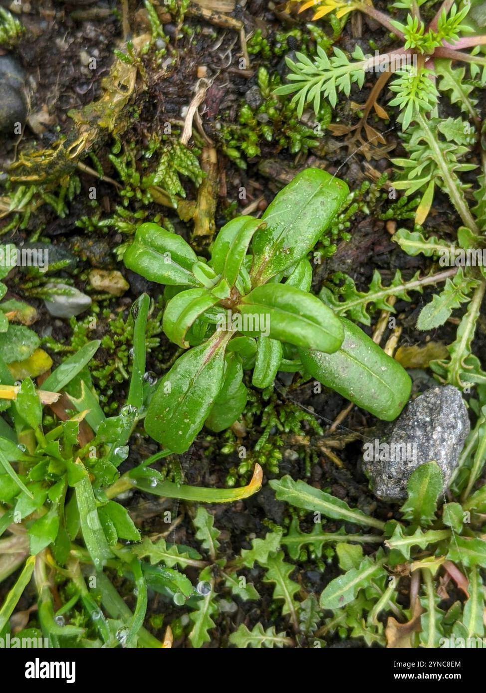 vascular plants (Tracheophyta Stock Photo - Alamy