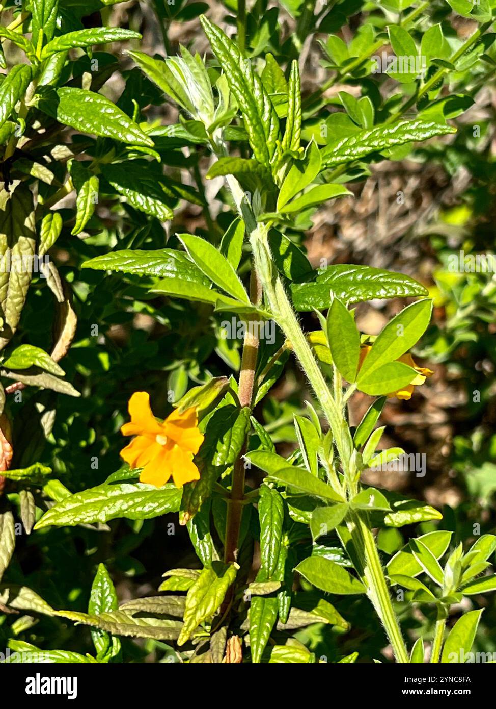 orange bush monkeyflower (Diplacus aurantiacus Stock Photo - Alamy