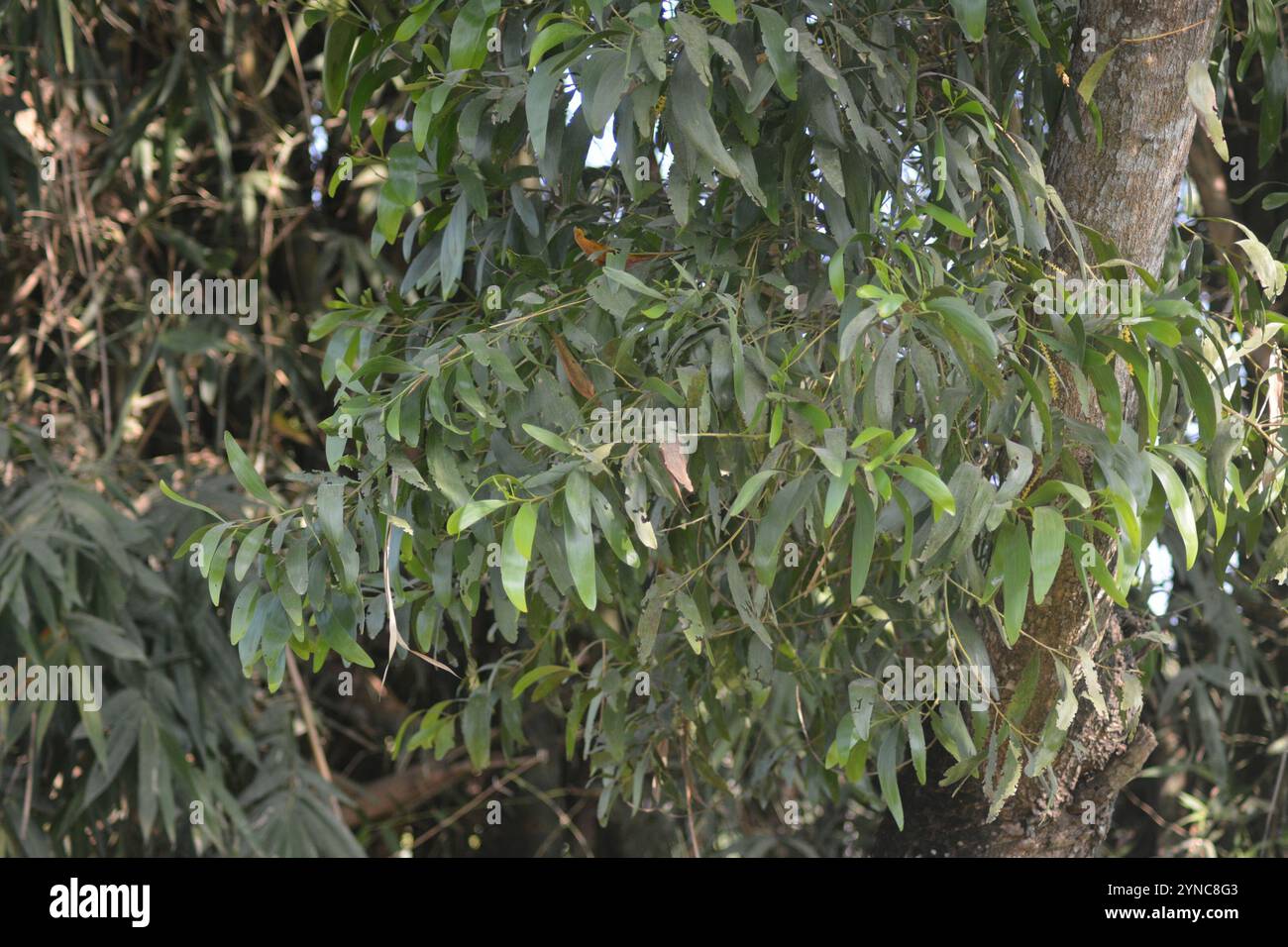 Earpod Wattle (Acacia auriculiformis Stock Photo - Alamy