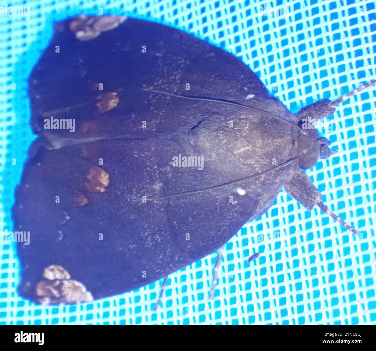 Painted Achaea (Achaea illustrata Stock Photo - Alamy