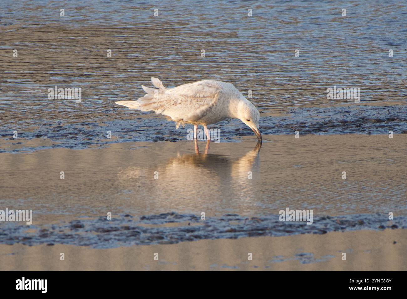 Larus glaucoides thayeri hi-res stock photography and images - Alamy