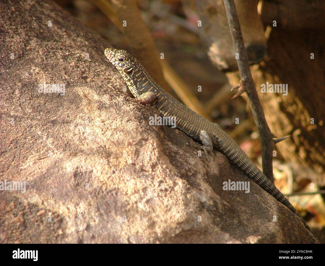 Common Giant Plated Lizard (Matobosaurus validus Stock Photo - Alamy