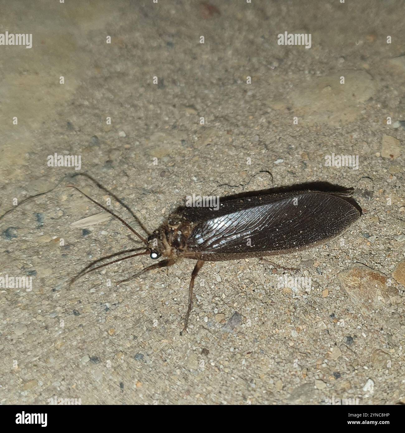 Giant and Moth Lacewings (Ithonidae Stock Photo - Alamy