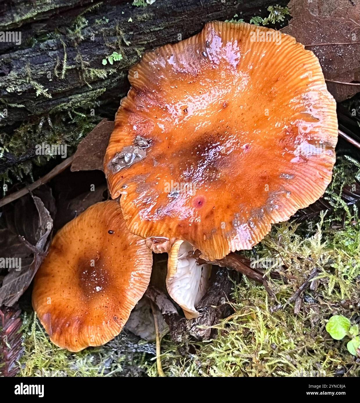 honey mushrooms (Armillaria Stock Photo - Alamy