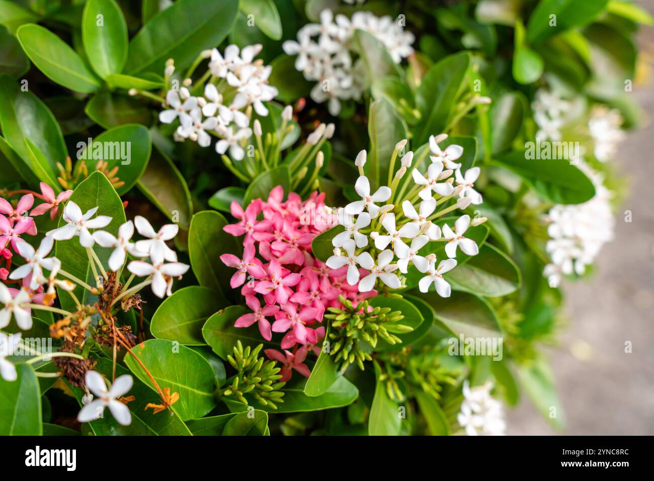 The Soka flower plant or red Ixora chinensis, commonly known as Chinese ...