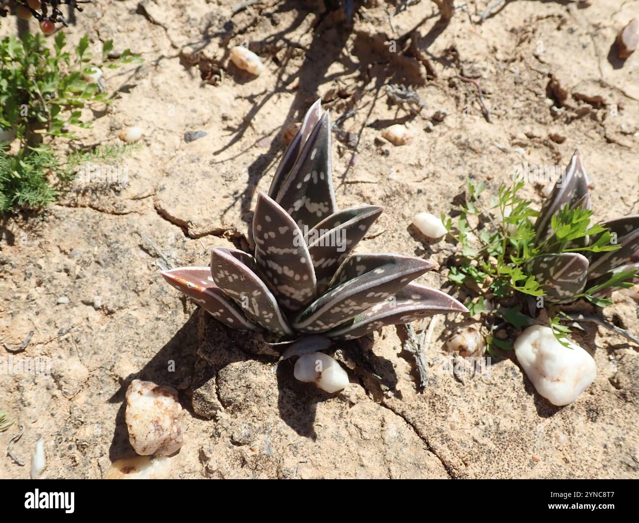 Common Partridge Aloe (Gonialoe variegata Stock Photo - Alamy