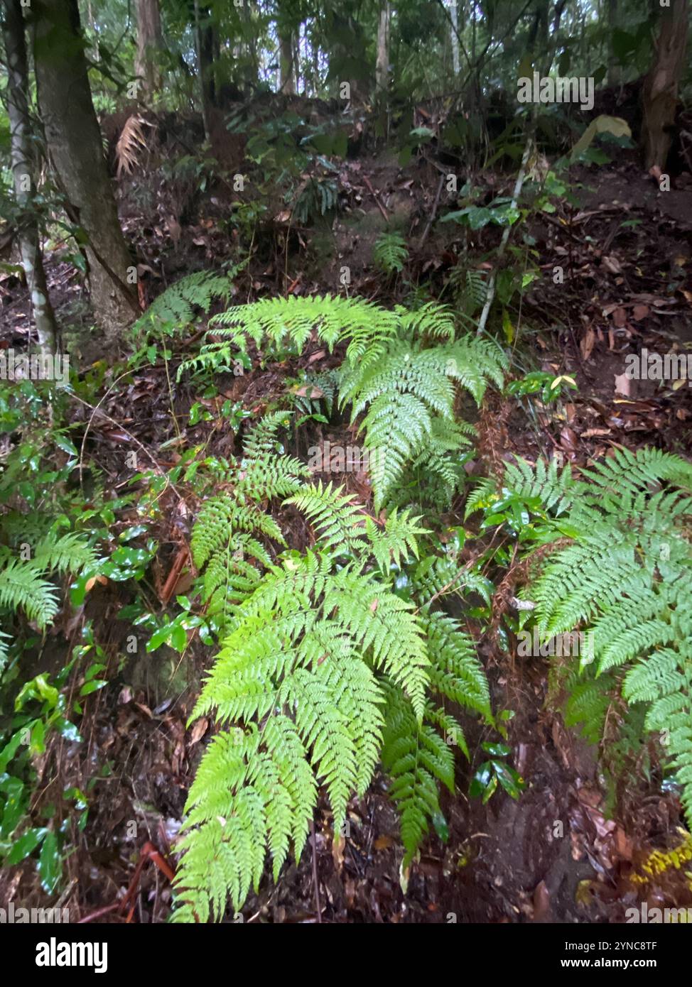 Common Ground Fern (Calochlaena dubia Stock Photo - Alamy