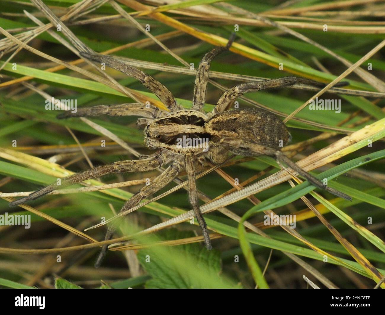 Radiated Wolf Spider (Hogna radiata Stock Photo - Alamy