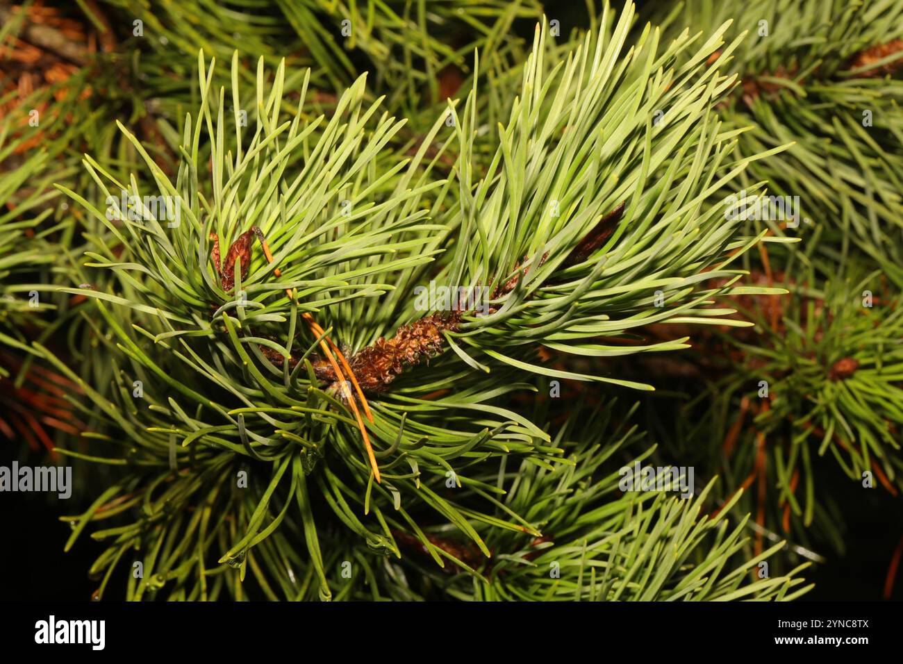 lodgepole pine (Pinus contorta Stock Photo - Alamy