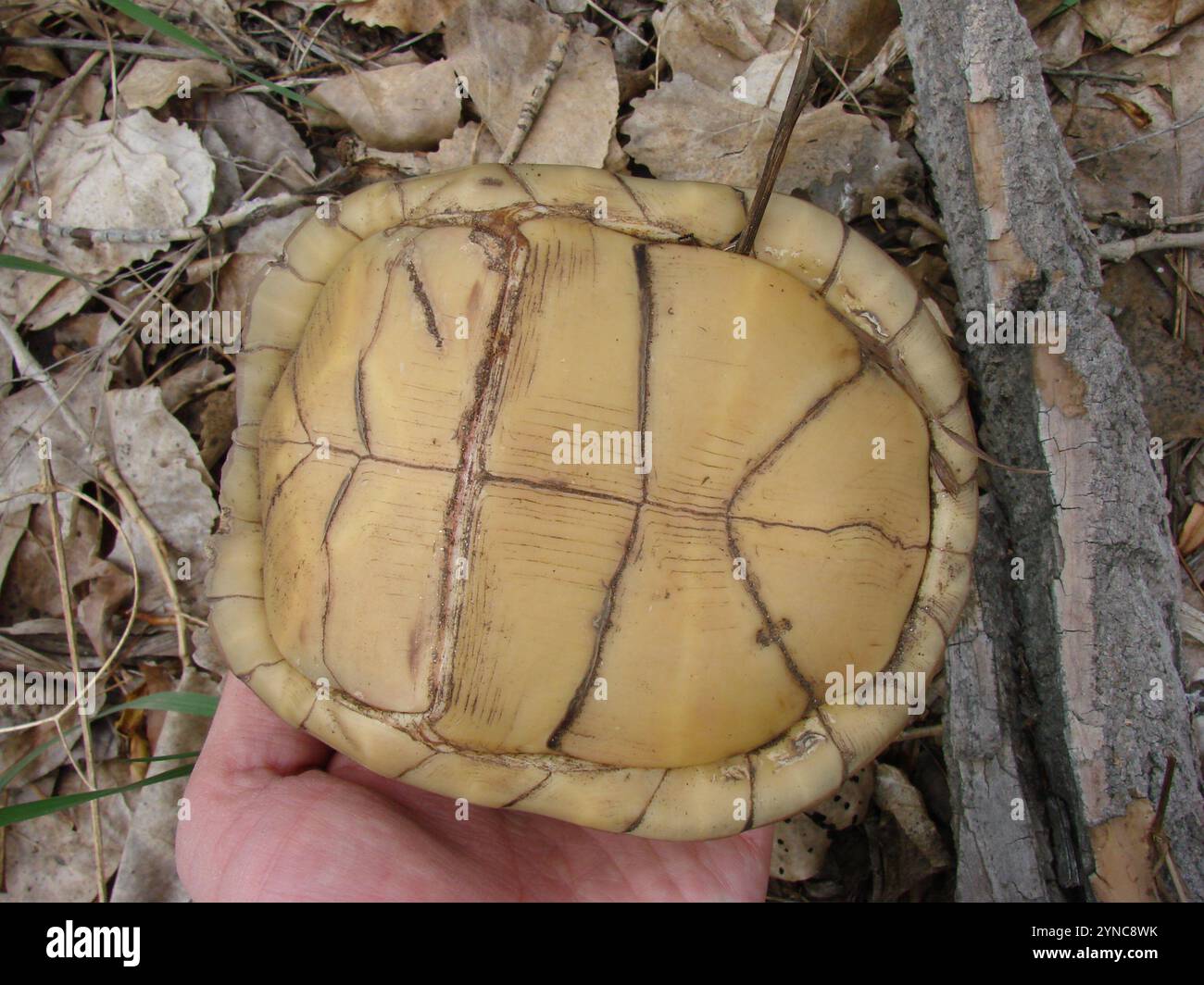 Three-toed Box Turtle (Terrapene triunguis Stock Photo - Alamy