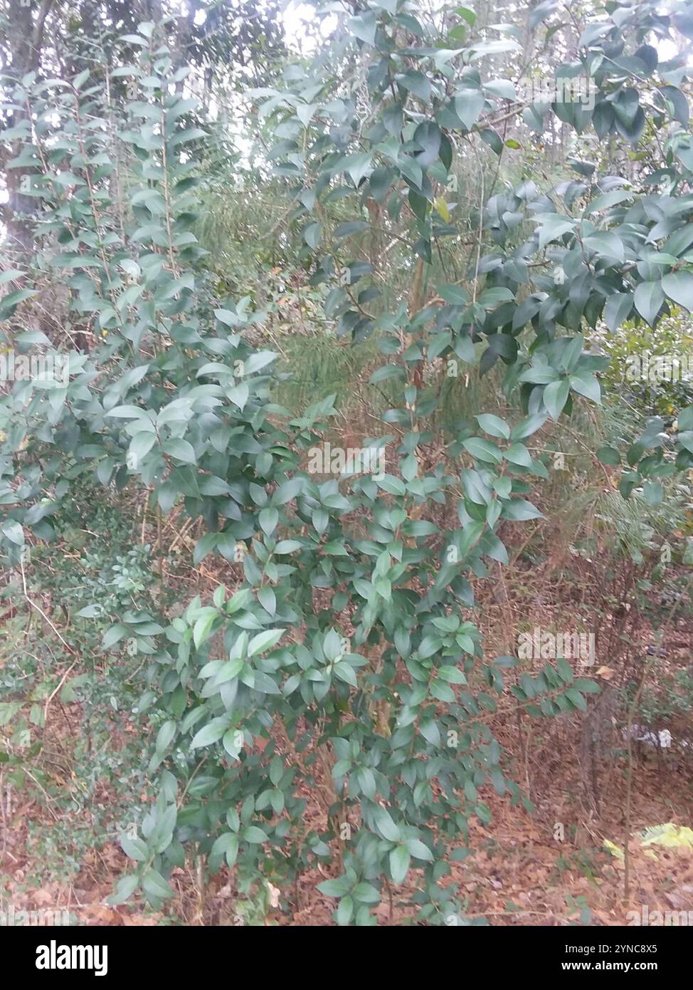 tree privet (Ligustrum lucidum Stock Photo - Alamy