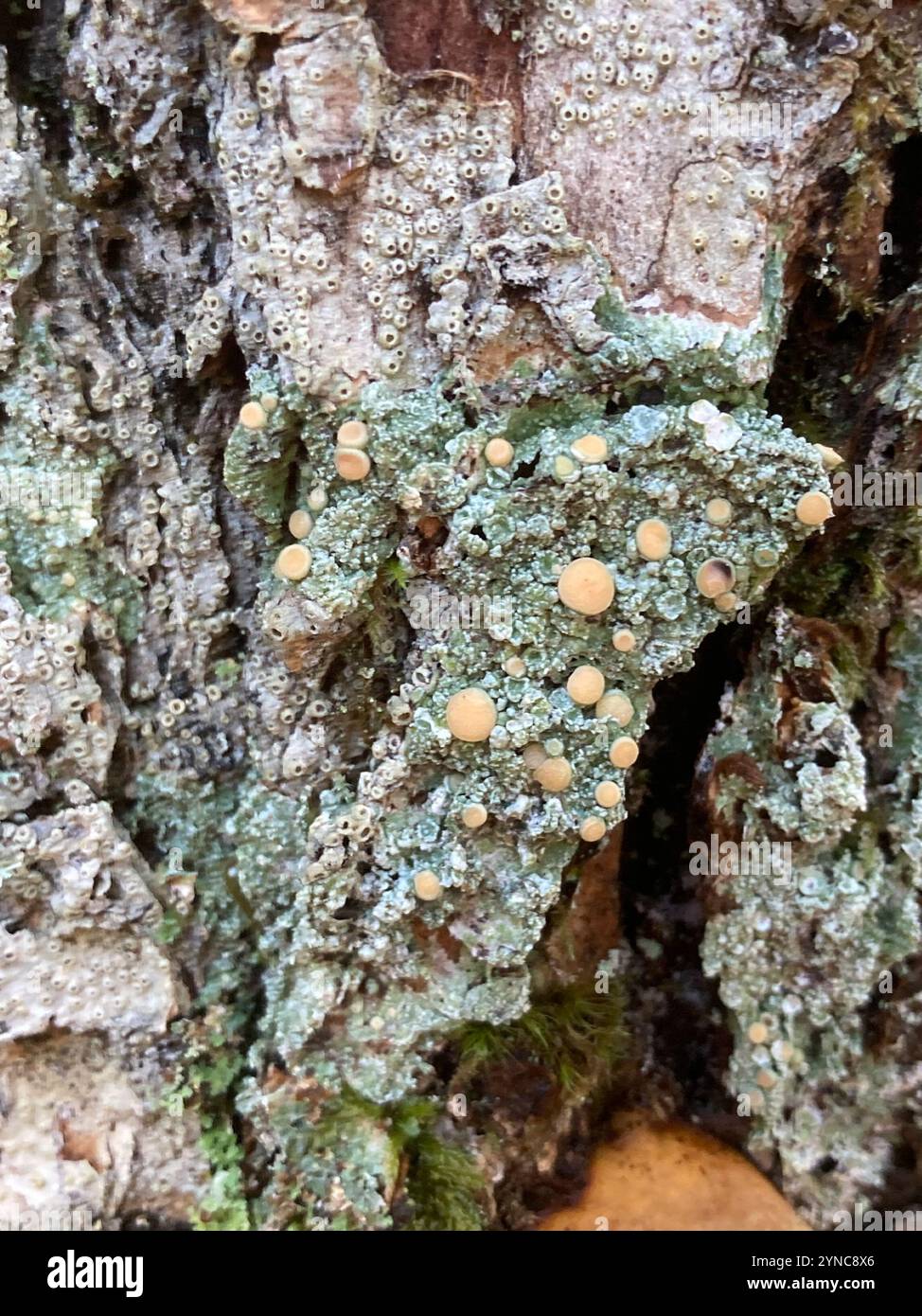 wart lichens, water lichens, and allies (Pertusariales Stock Photo - Alamy