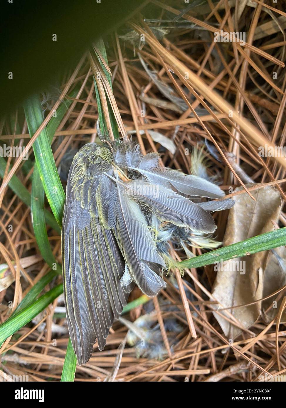 New World Warblers (Parulidae Stock Photo - Alamy