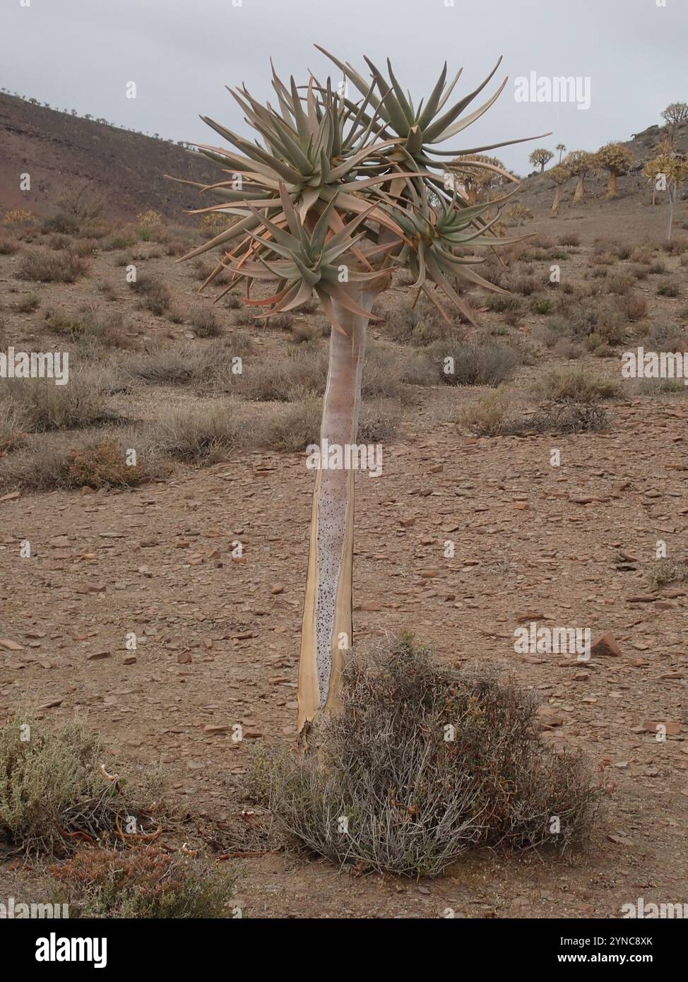 Quiver Tree (Aloidendron dichotomum Stock Photo - Alamy