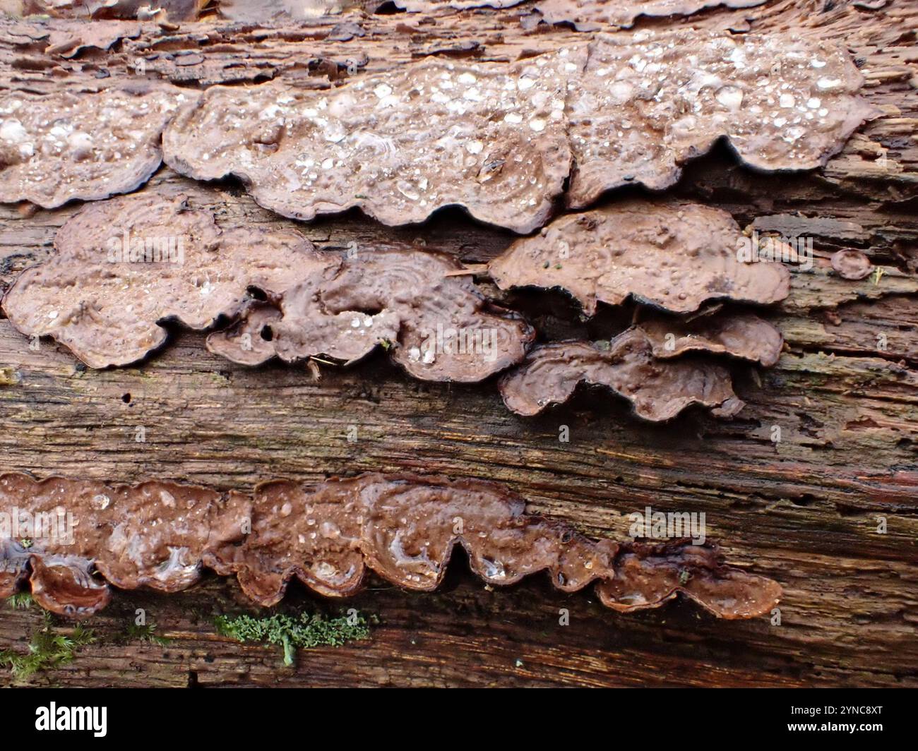 Oak Curtain Crust Fungus (Hymenochaete rubiginosa Stock Photo - Alamy