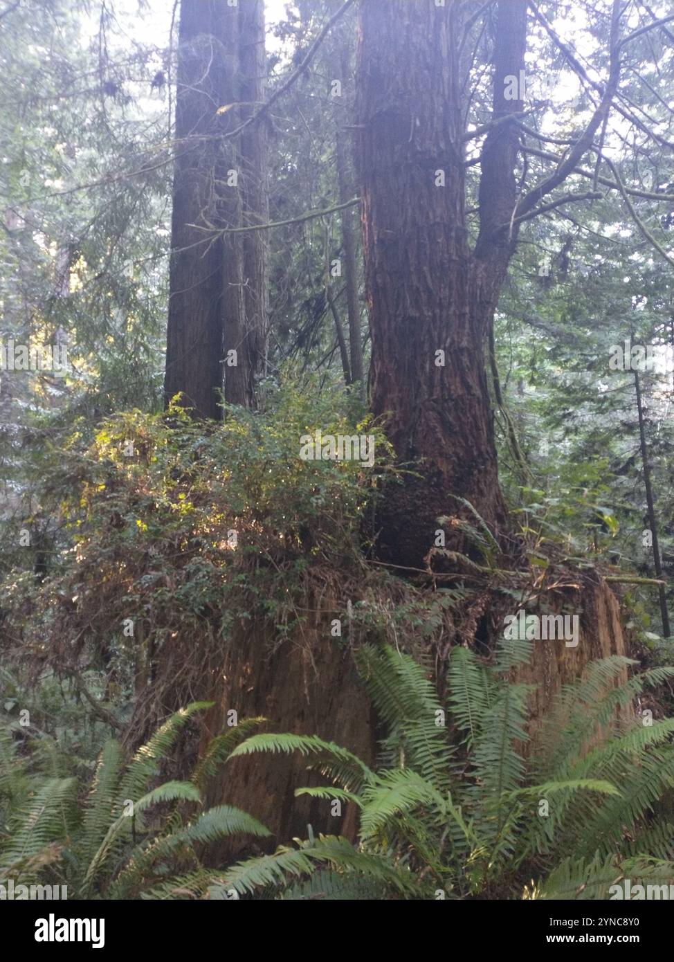 coast redwood (Sequoia sempervirens Stock Photo - Alamy
