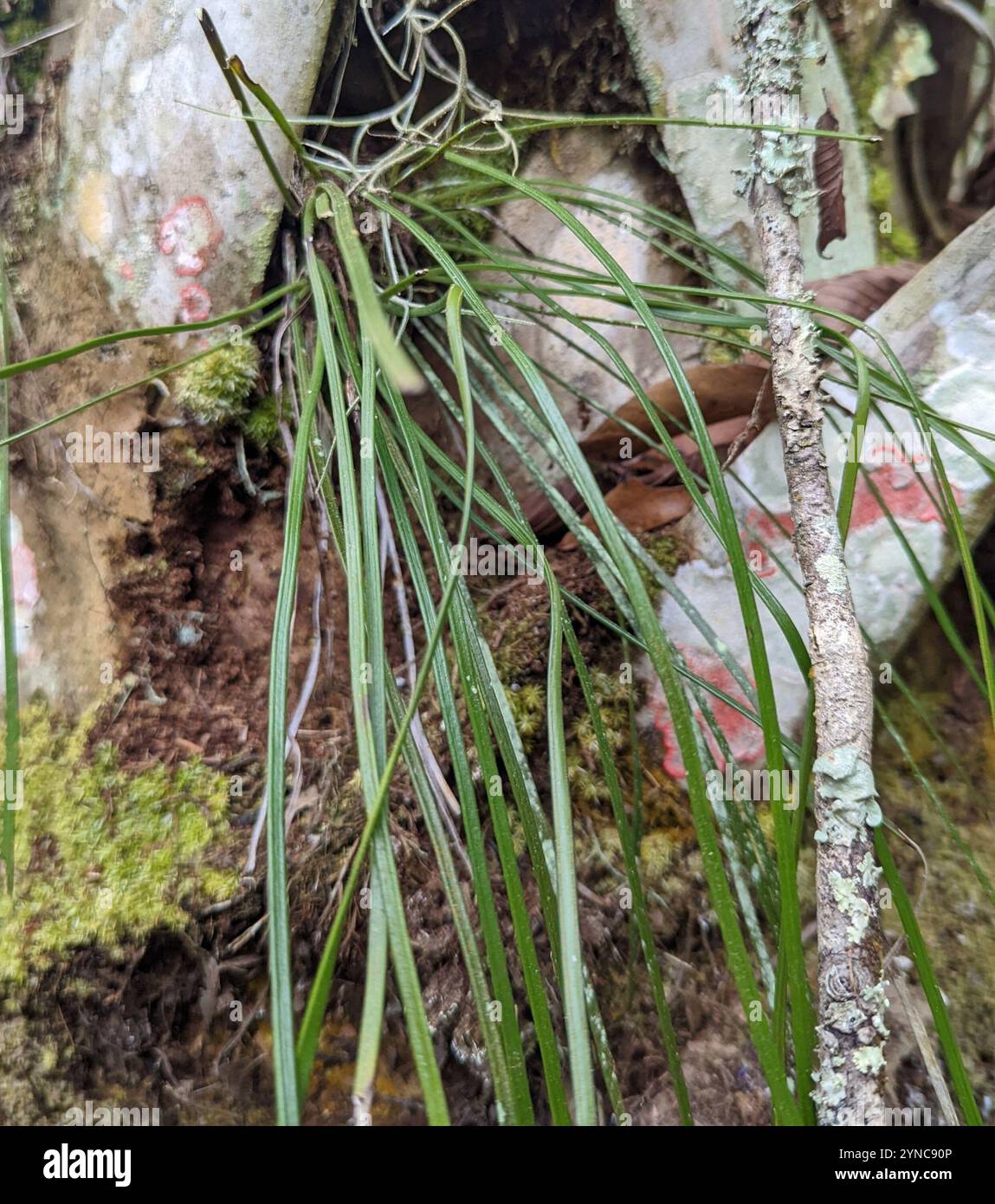 Shoestring Fern (Vittaria lineata Stock Photo - Alamy