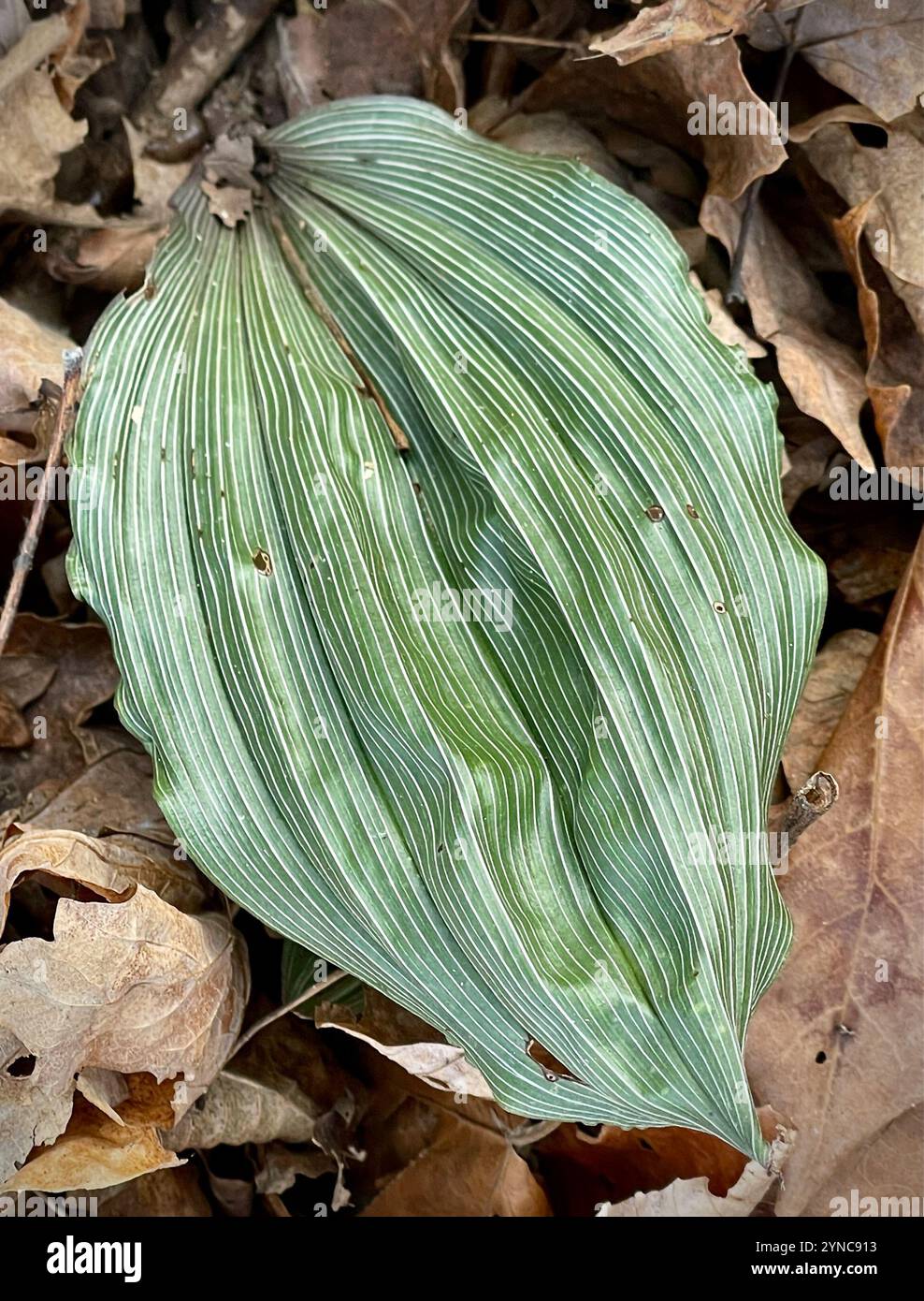 putty root (Aplectrum hyemale Stock Photo - Alamy