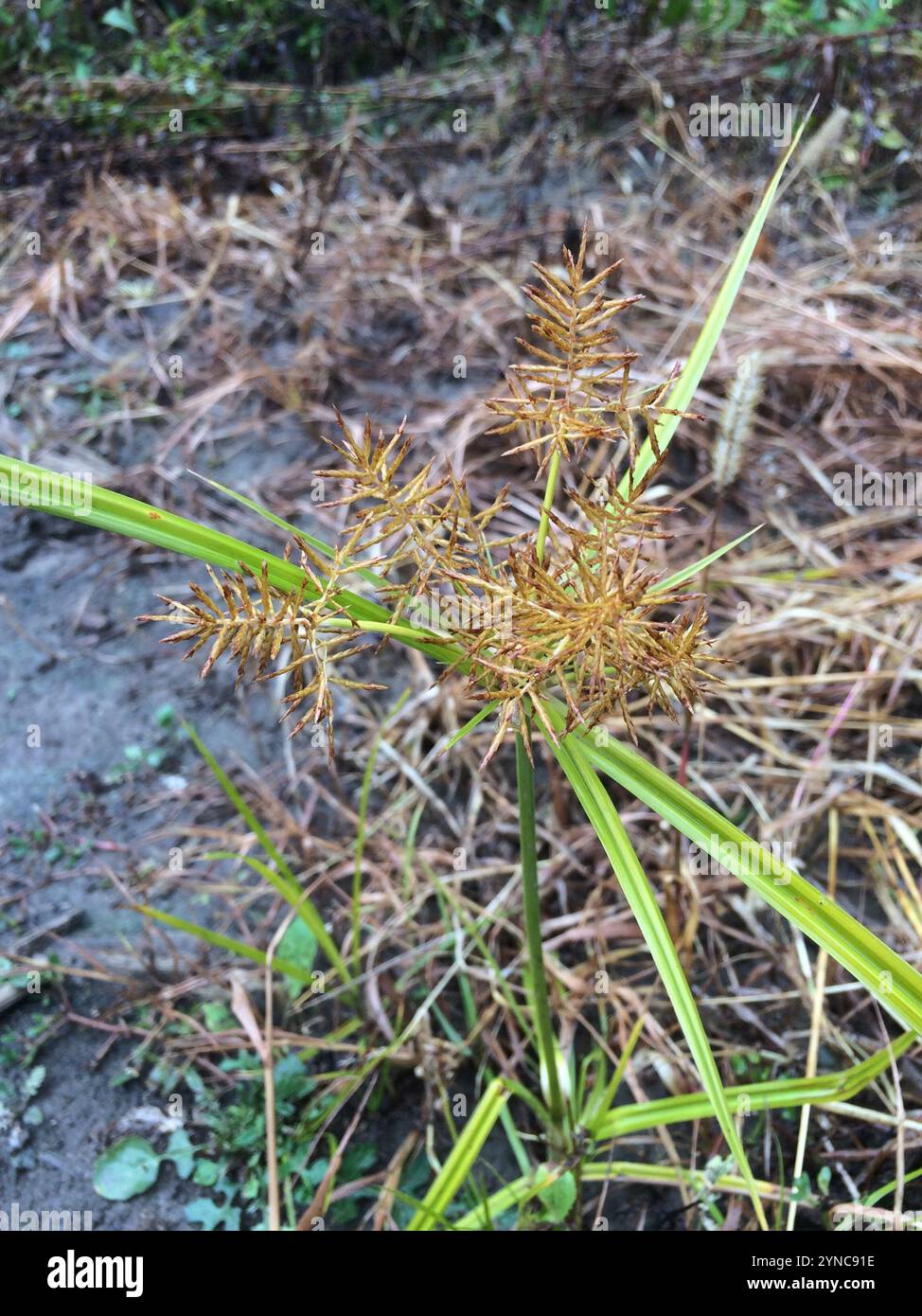 yellow nutsedge (Cyperus esculentus Stock Photo - Alamy