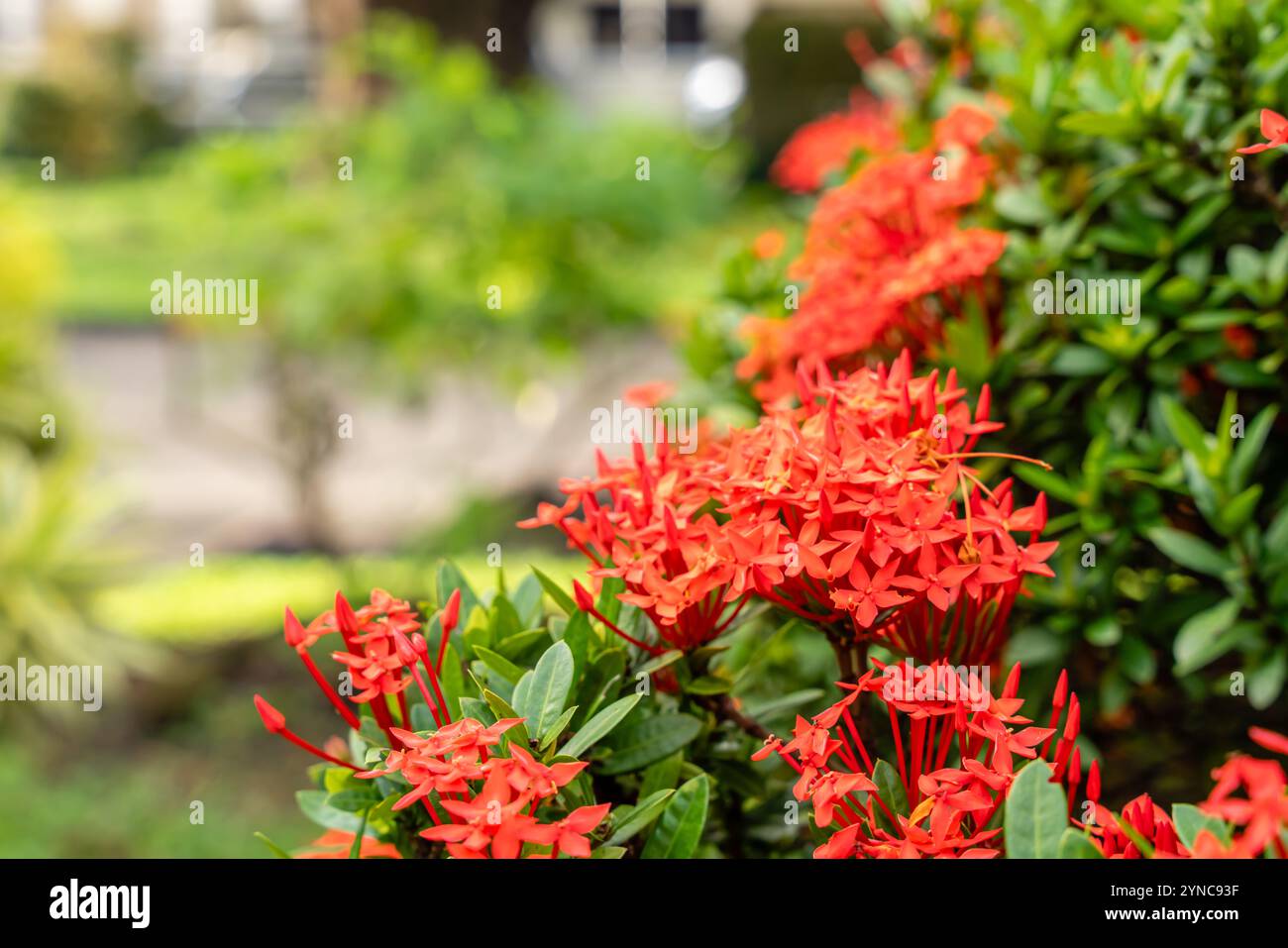 The Soka flower plant or red Ixora chinensis, commonly known as Chinese ...