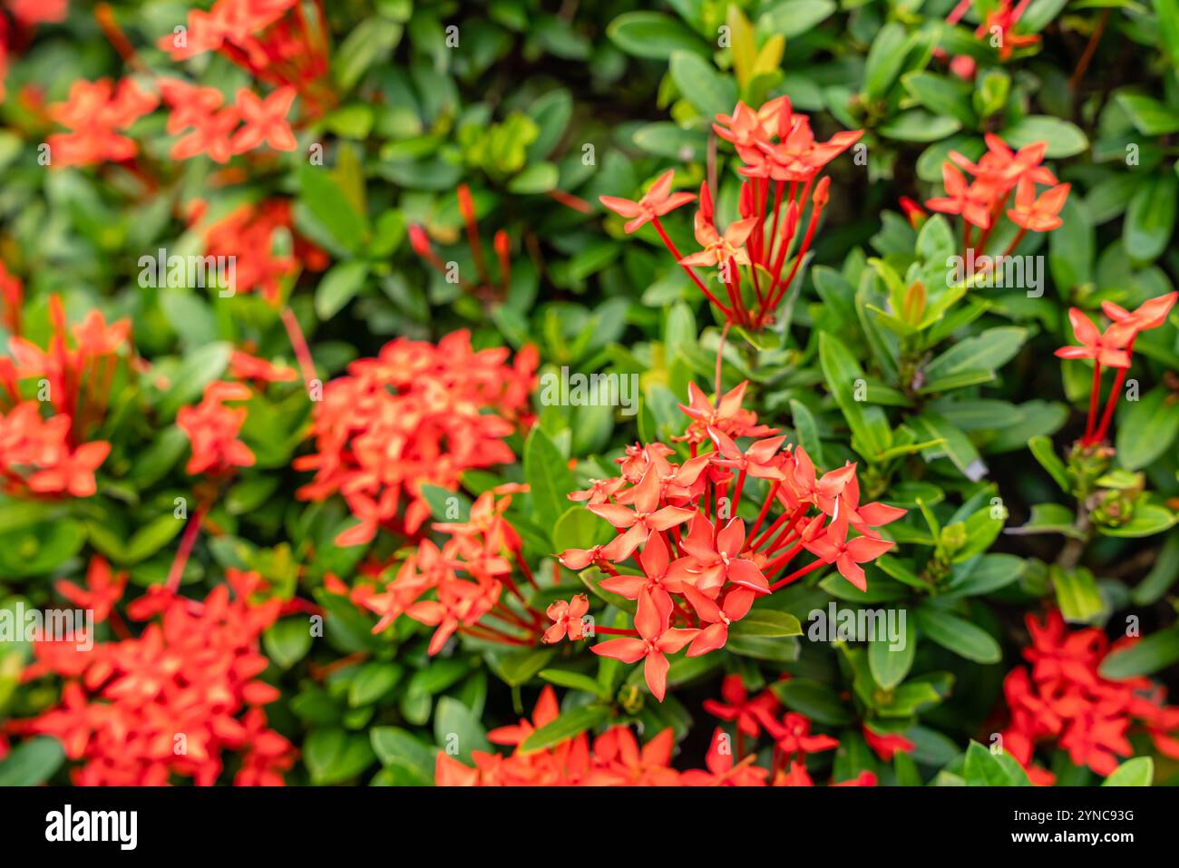 The Soka flower plant or red Ixora chinensis, commonly known as Chinese ixora flowers petal ...