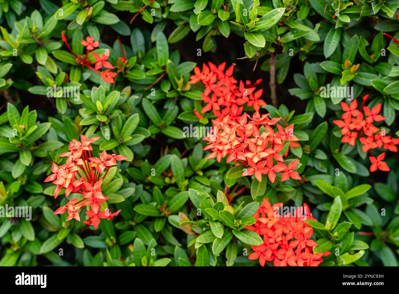 The Soka flower plant or red Ixora chinensis, commonly known as Chinese ...