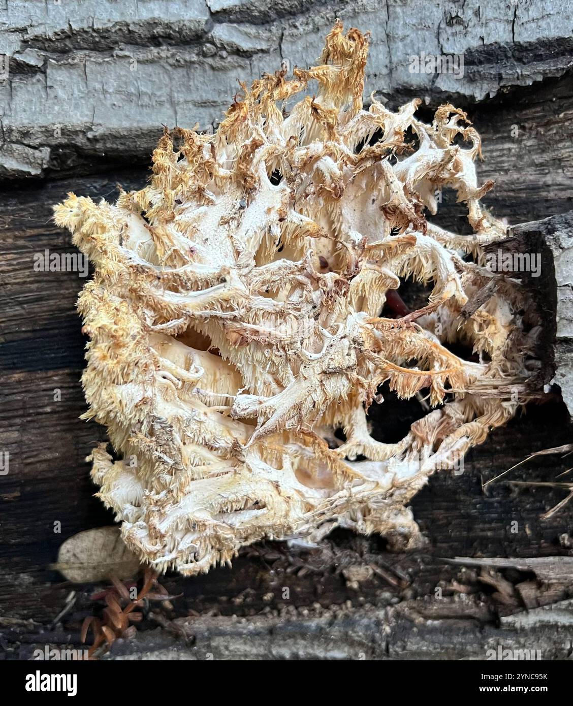 Coral tooth fungus (Hericium coralloides Stock Photo - Alamy