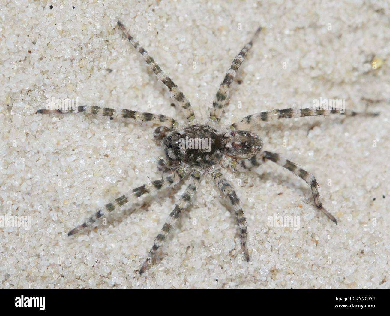 Northern Bear Spider (Arctosa cinerea Stock Photo - Alamy