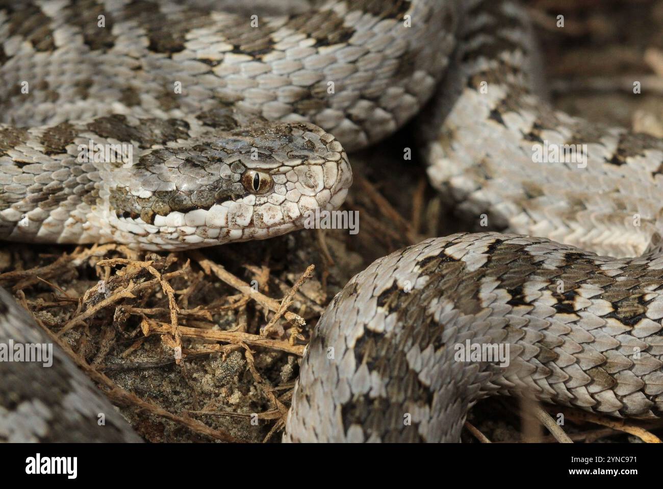 Steppe Viper (Vipera renardi Stock Photo - Alamy