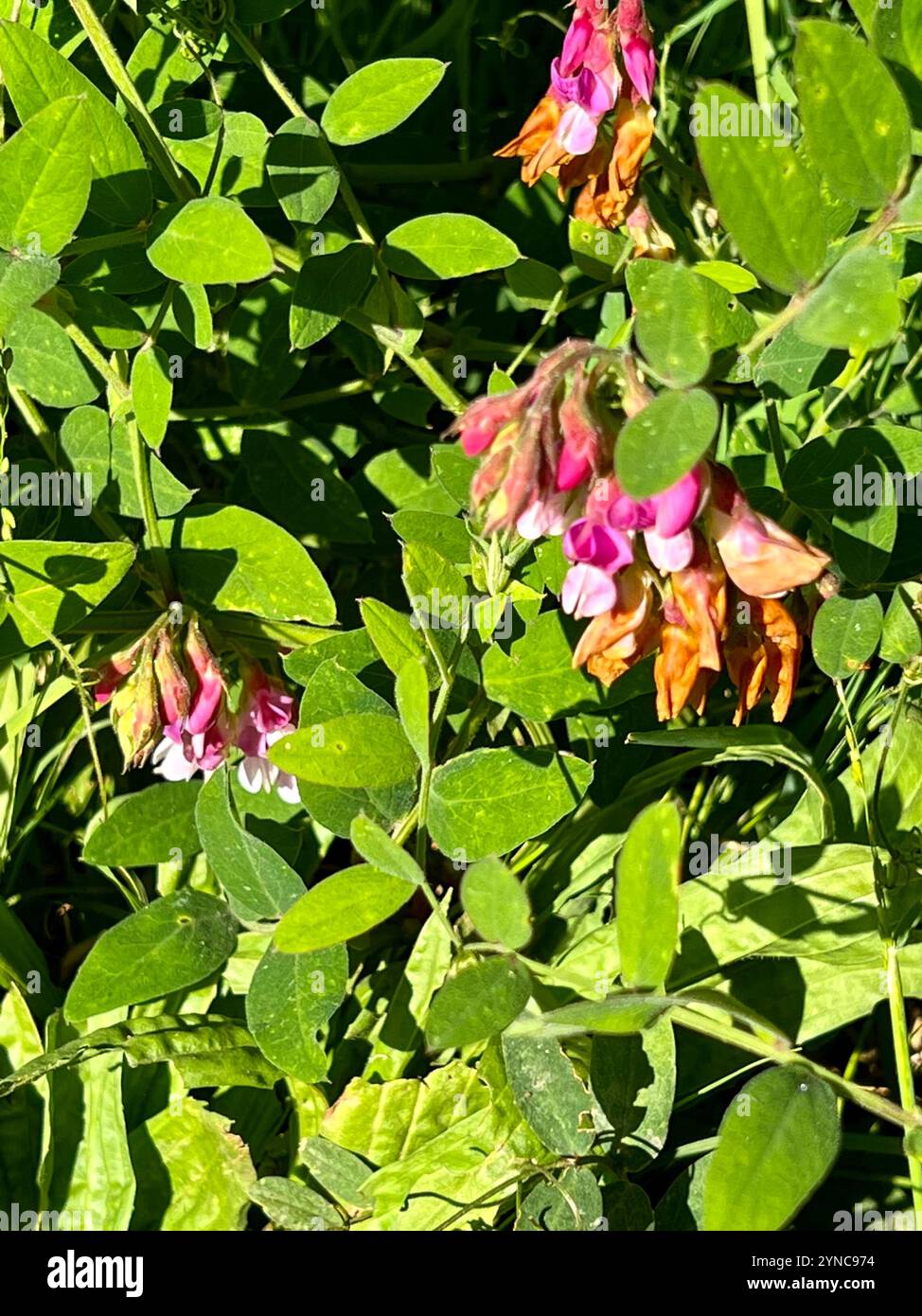 Pacific pea (Lathyrus vestitus Stock Photo - Alamy