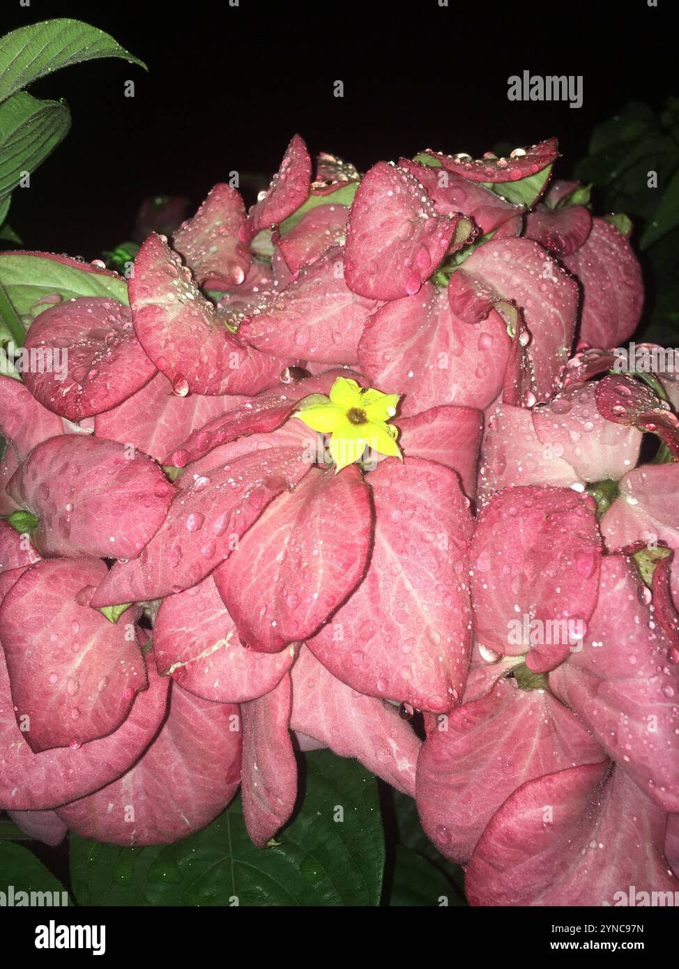 queen of Philippines (Mussaenda philippica Stock Photo - Alamy