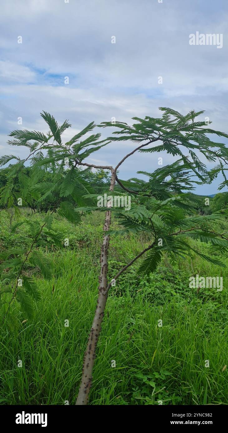 (Anadenanthera colubrina cebil Stock Photo - Alamy