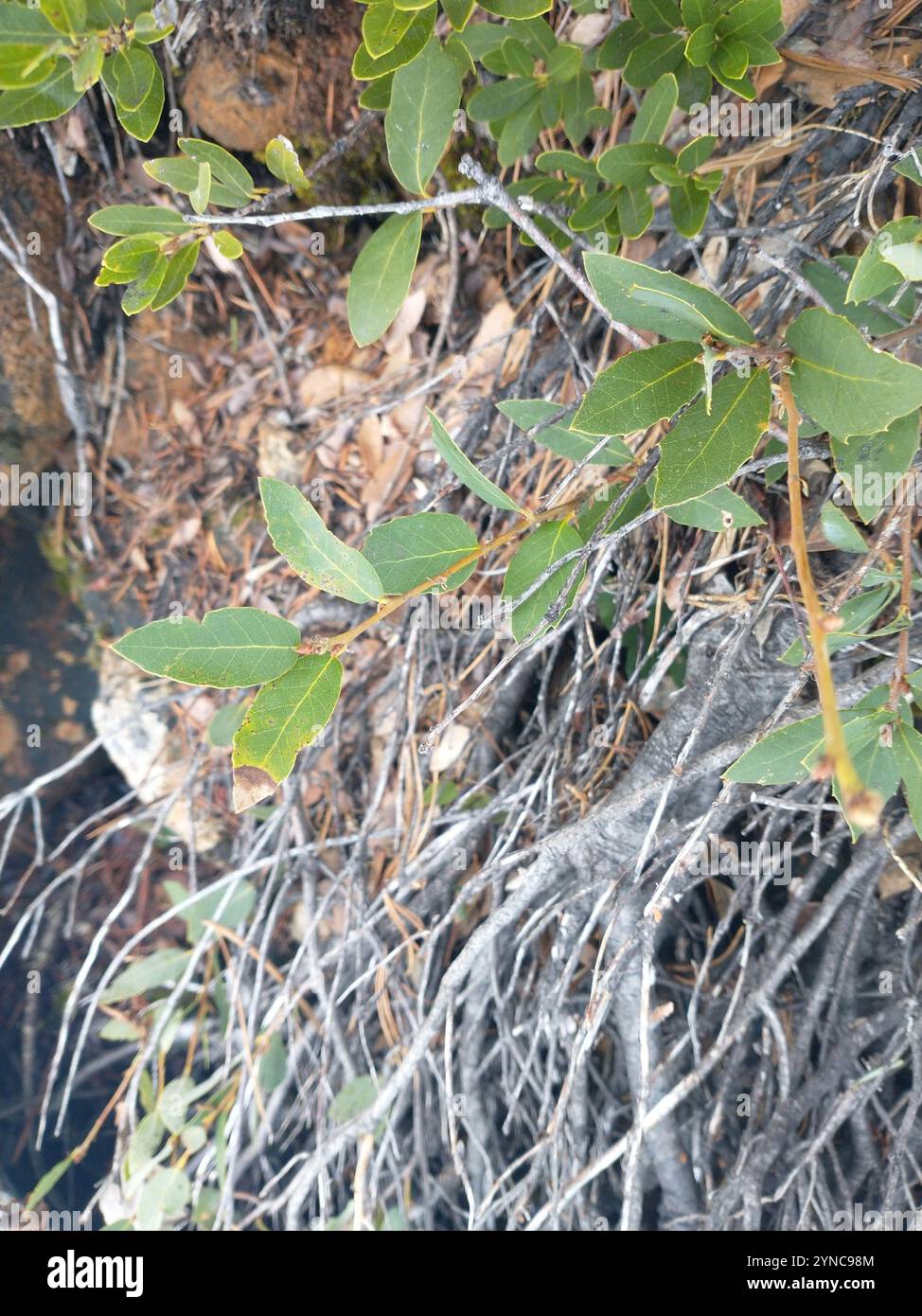 huckleberry oak (Quercus vacciniifolia Stock Photo - Alamy