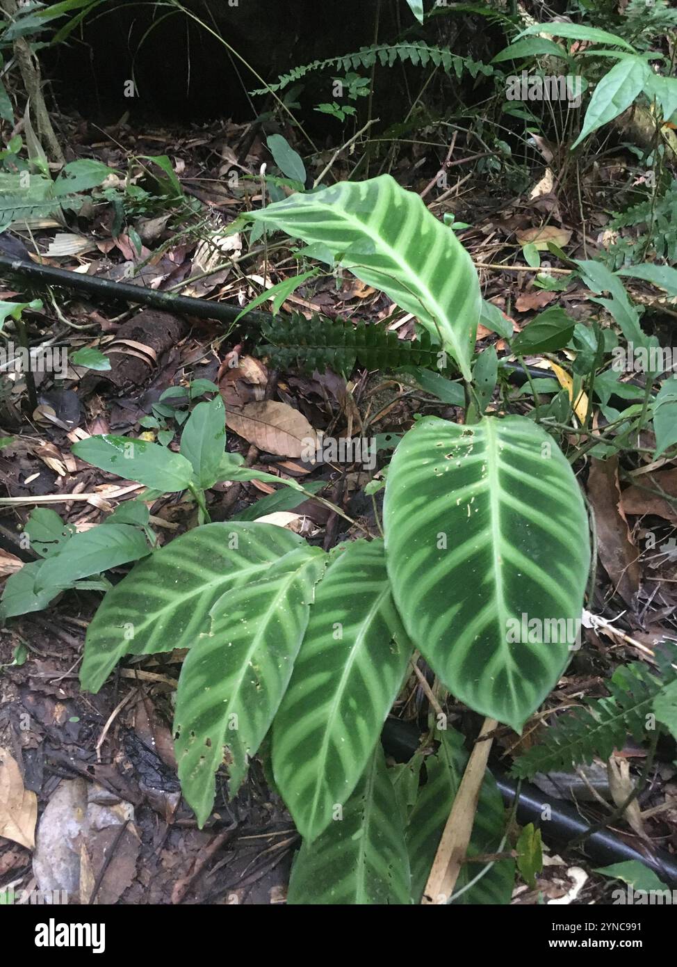 Zebra-plant (Goeppertia zebrina Stock Photo - Alamy