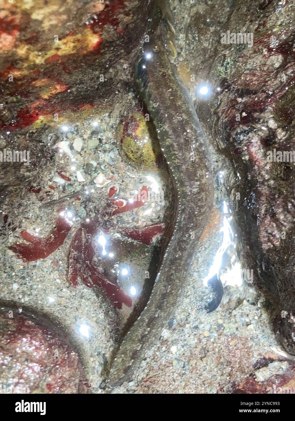 High Cockscomb (Anoplarchus purpurescens Stock Photo - Alamy