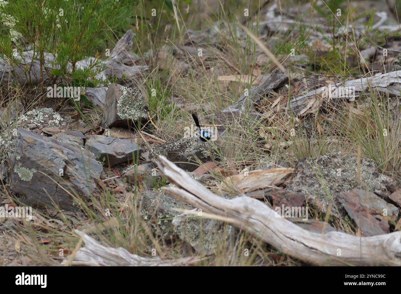 Superb Fairywren (Malurus cyaneus Stock Photo - Alamy