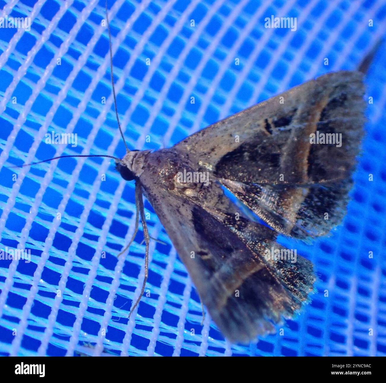 Trimeni hi-res stock photography and images - Alamy