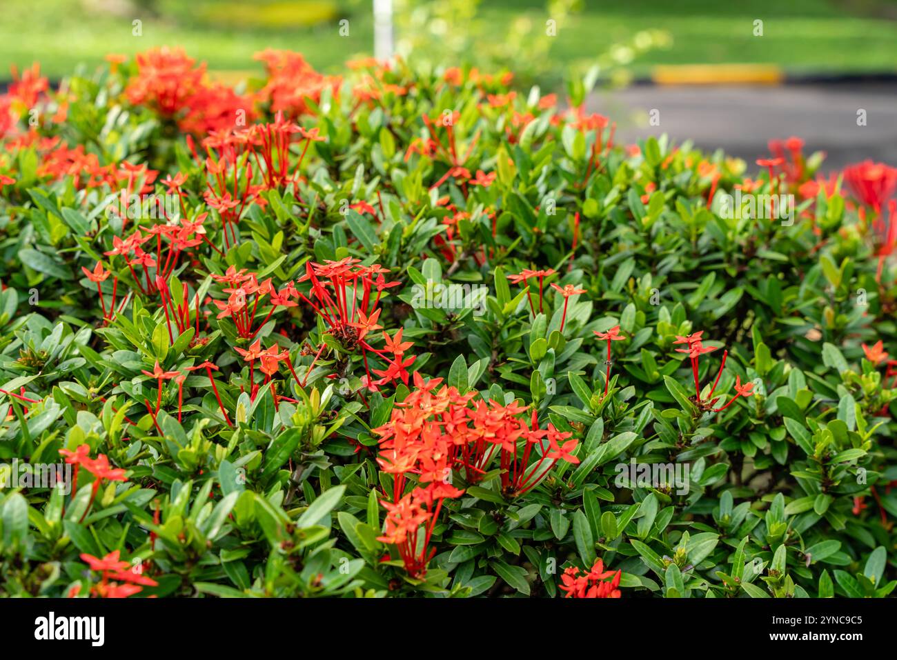 The Soka flower plant or red Ixora chinensis, commonly known as Chinese ...