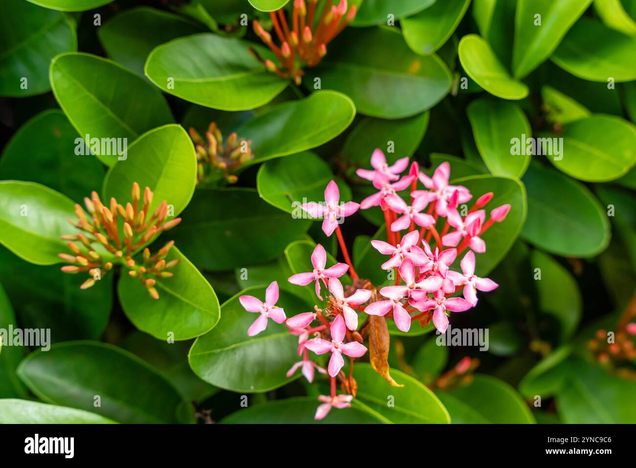 The Soka flower plant or red Ixora chinensis, commonly known as Chinese ...