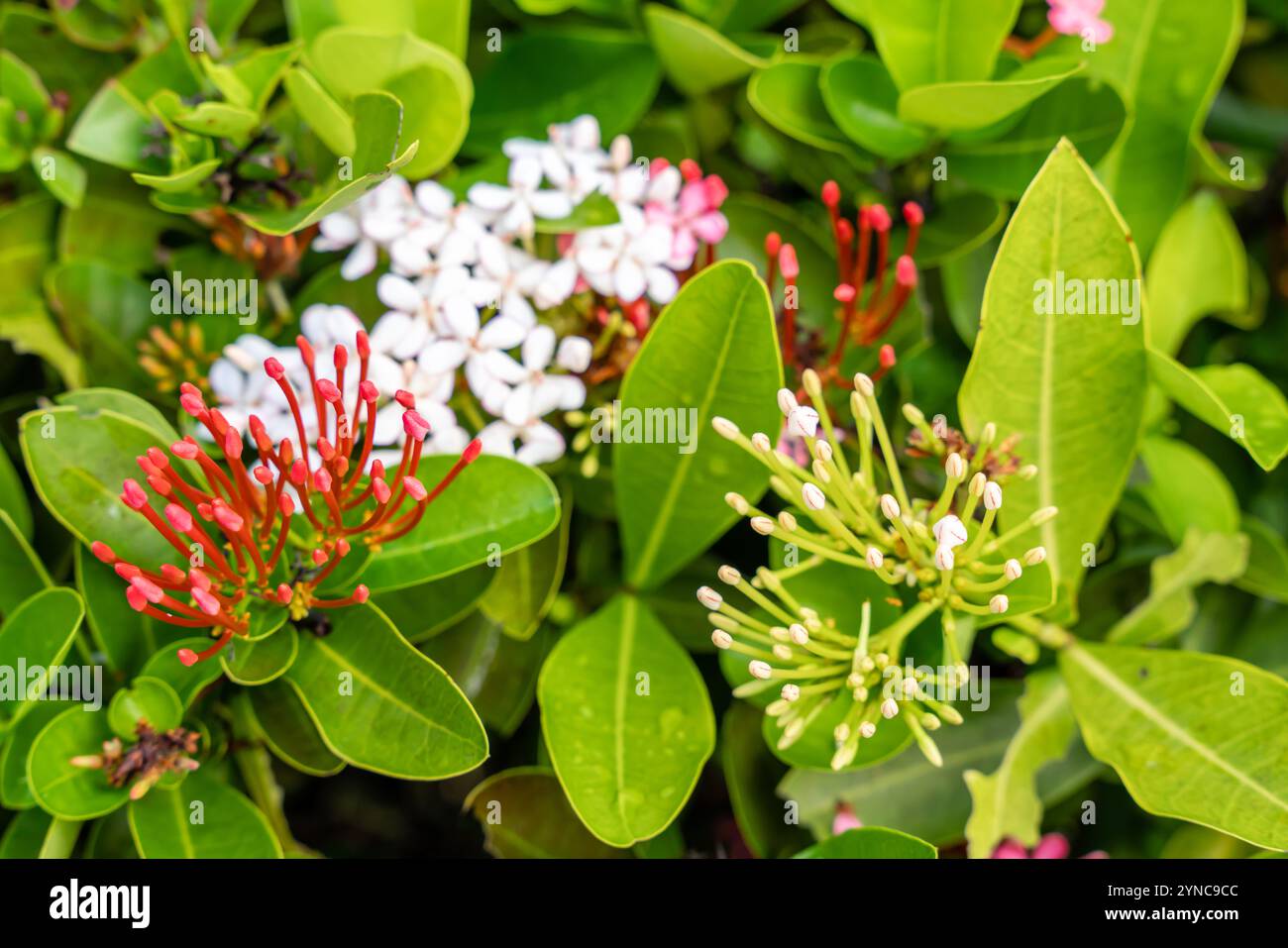 The Soka flower plant or red Ixora chinensis, commonly known as Chinese ...