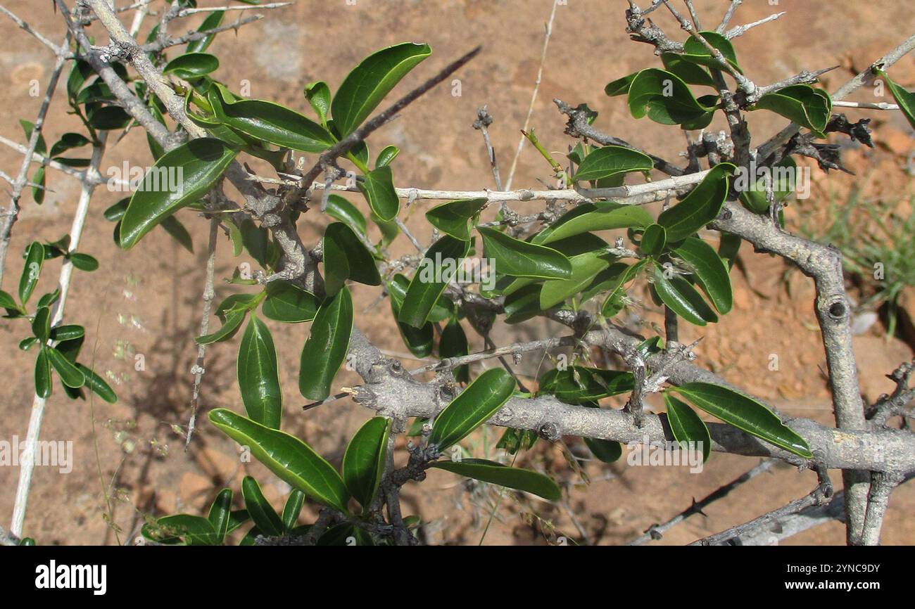 Strychnos spinosa hi-res stock photography and images - Alamy