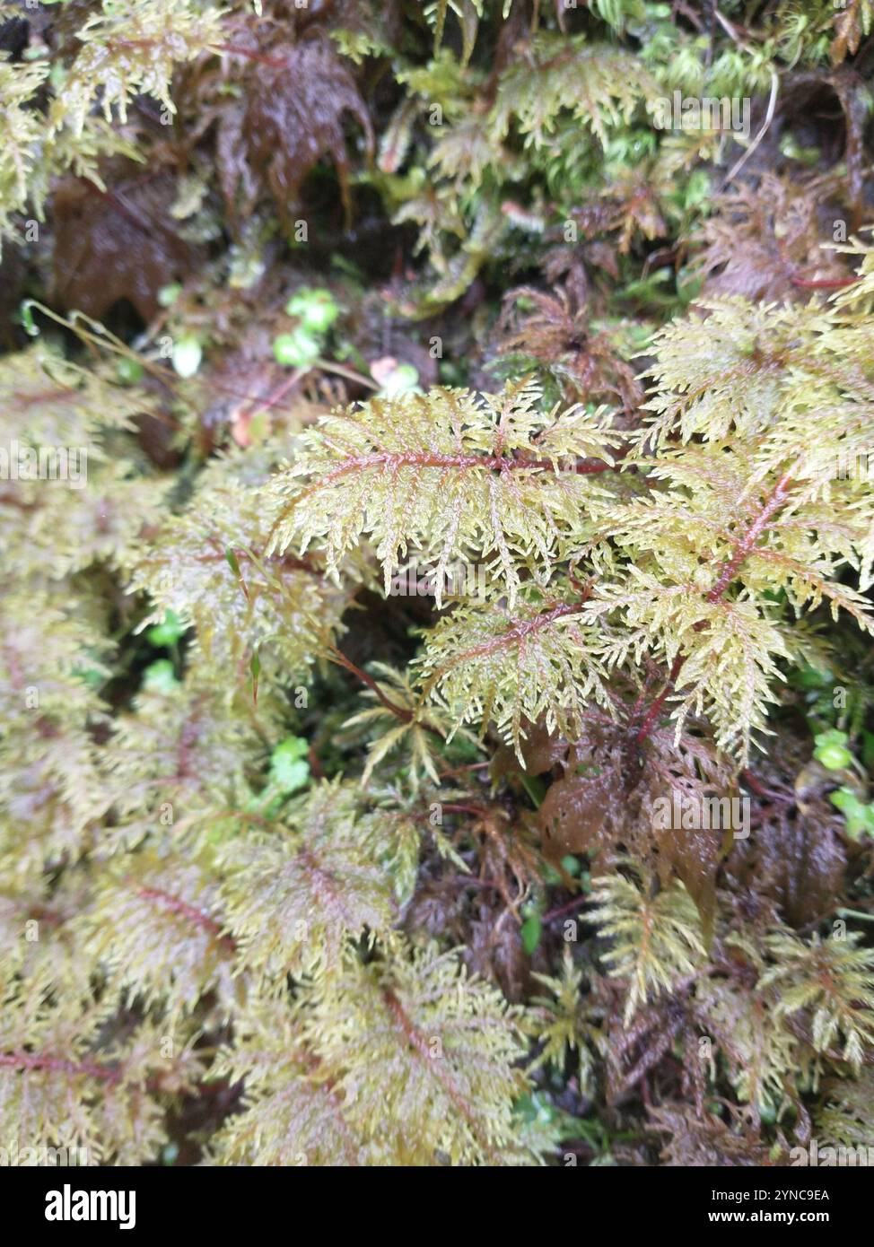 stairstep moss (Hylocomium splendens Stock Photo - Alamy