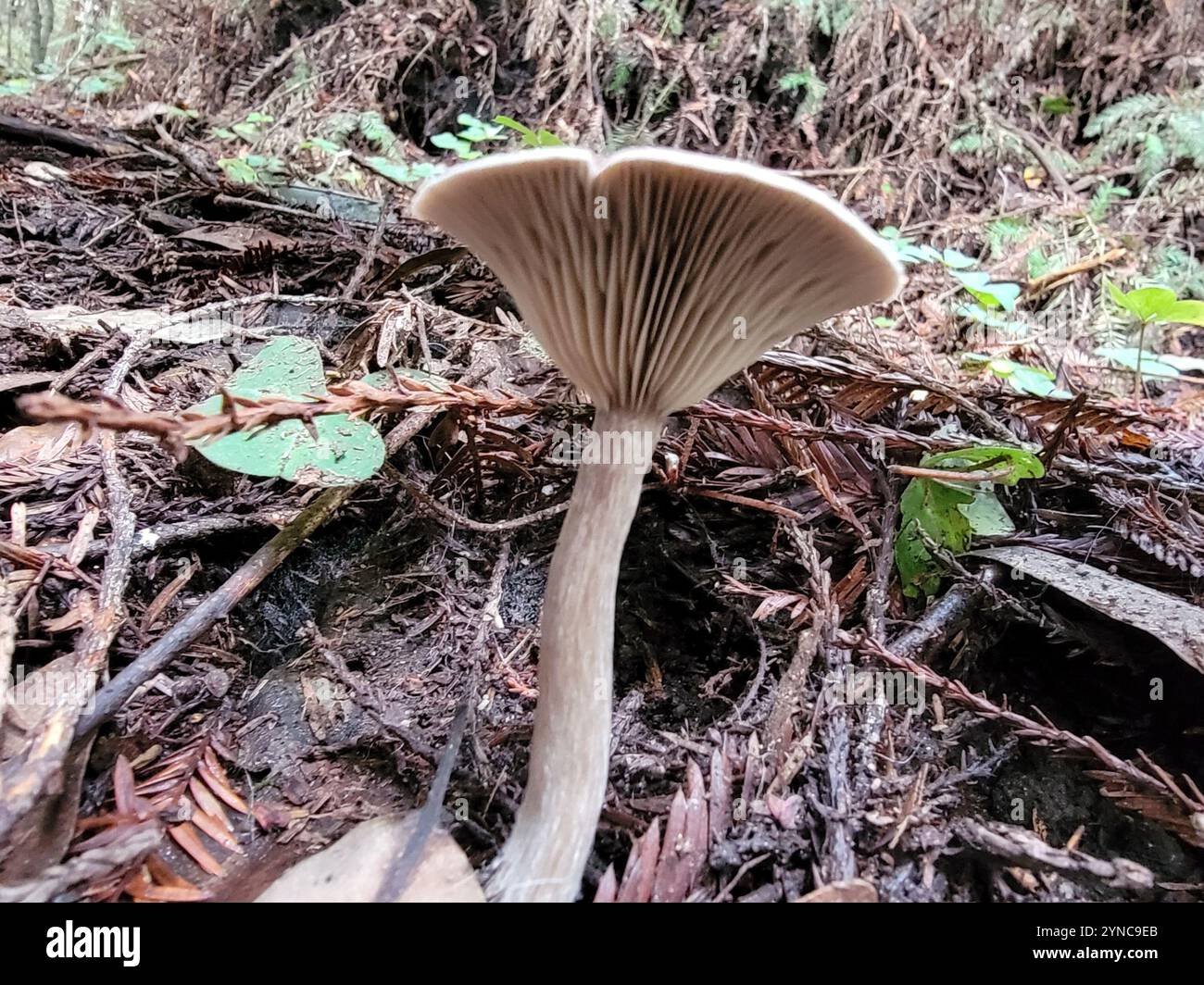 The Goblet (Pseudoclitocybe cyathiformis Stock Photo - Alamy