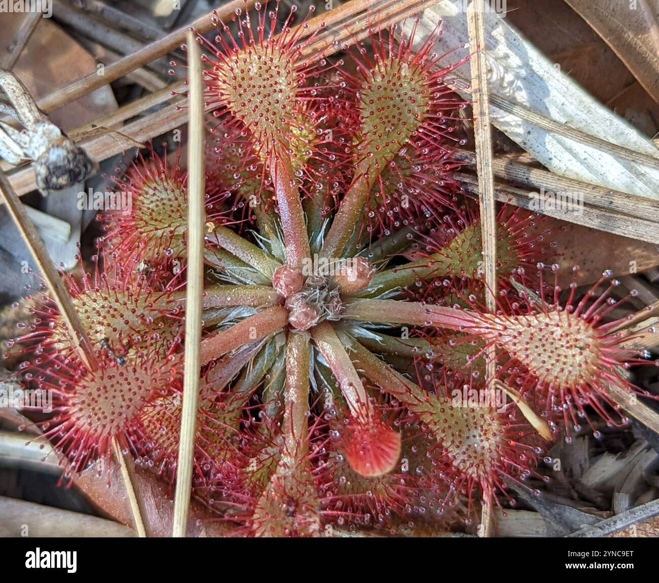 Pink Sundew (Drosera capillaris Stock Photo - Alamy