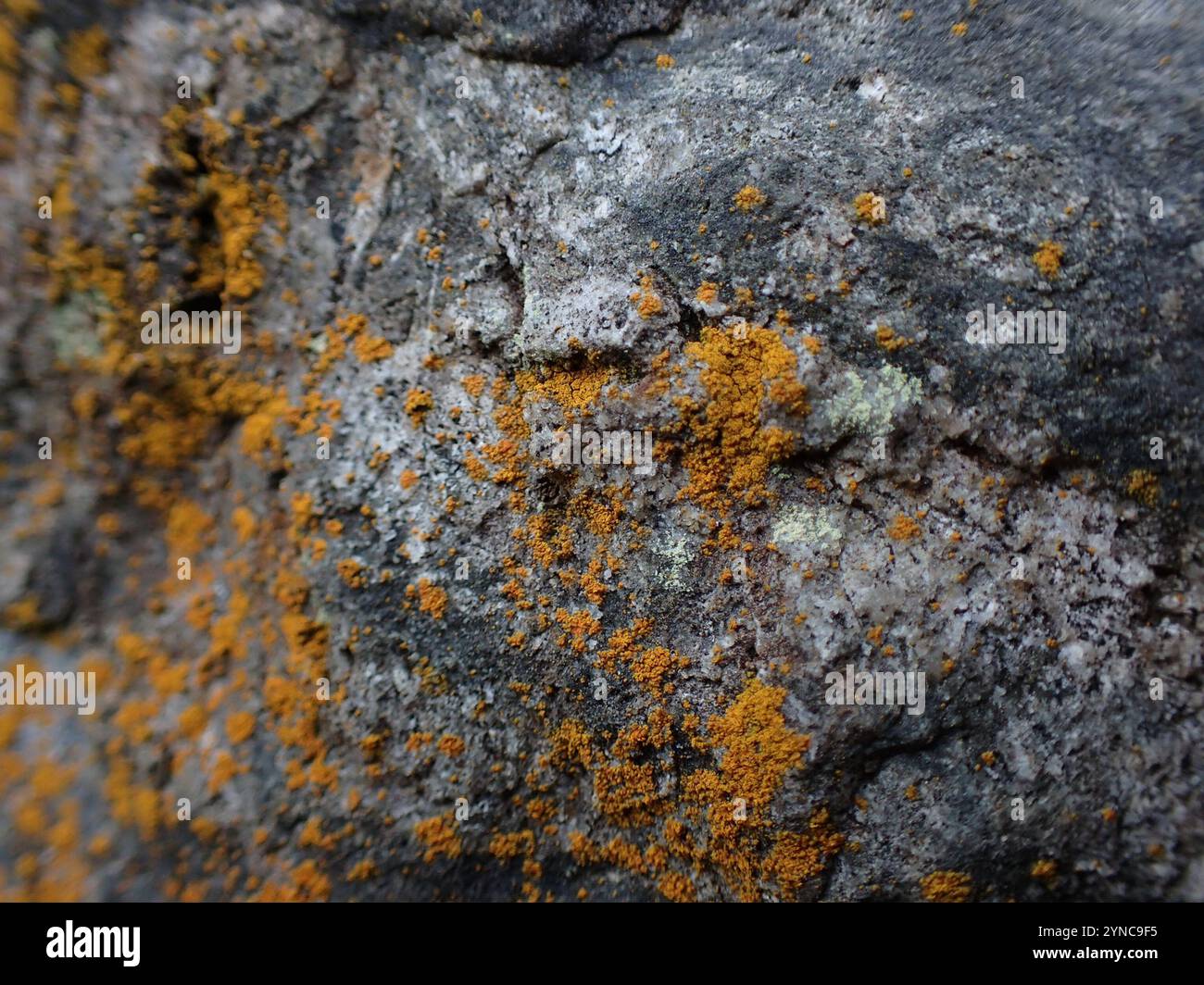 Shrubby Sunburst Lichen (Polycauliona candelaria Stock Photo - Alamy