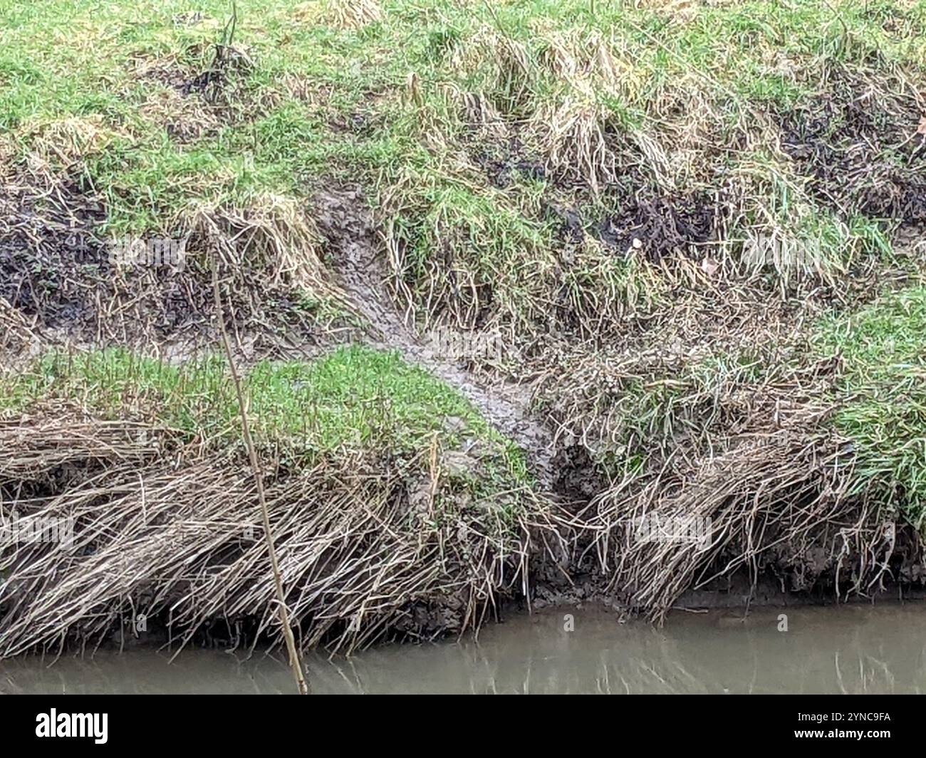 Eurasian Beaver (Castor fiber Stock Photo - Alamy