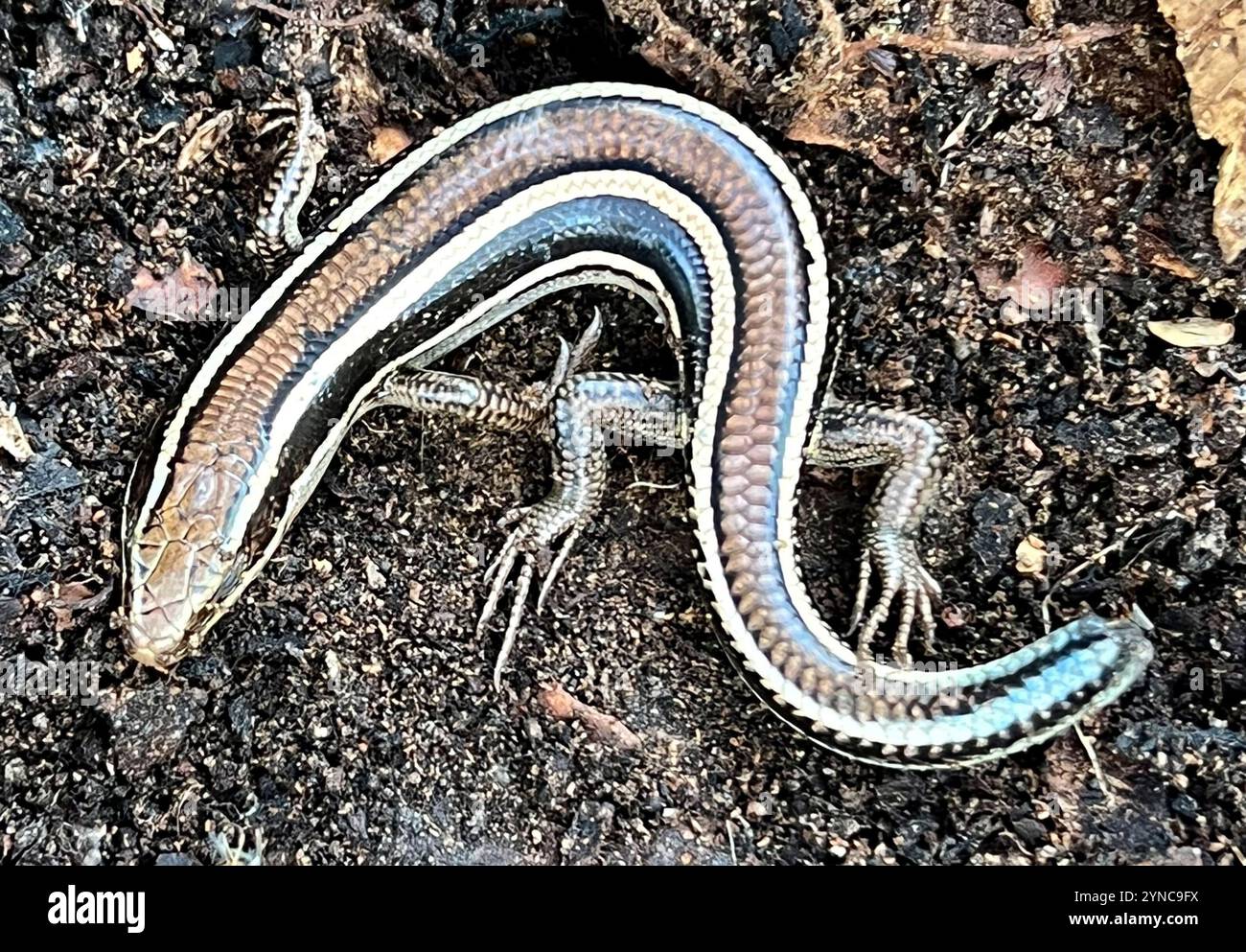 Western Skink (Plestiodon skiltonianus Stock Photo - Alamy