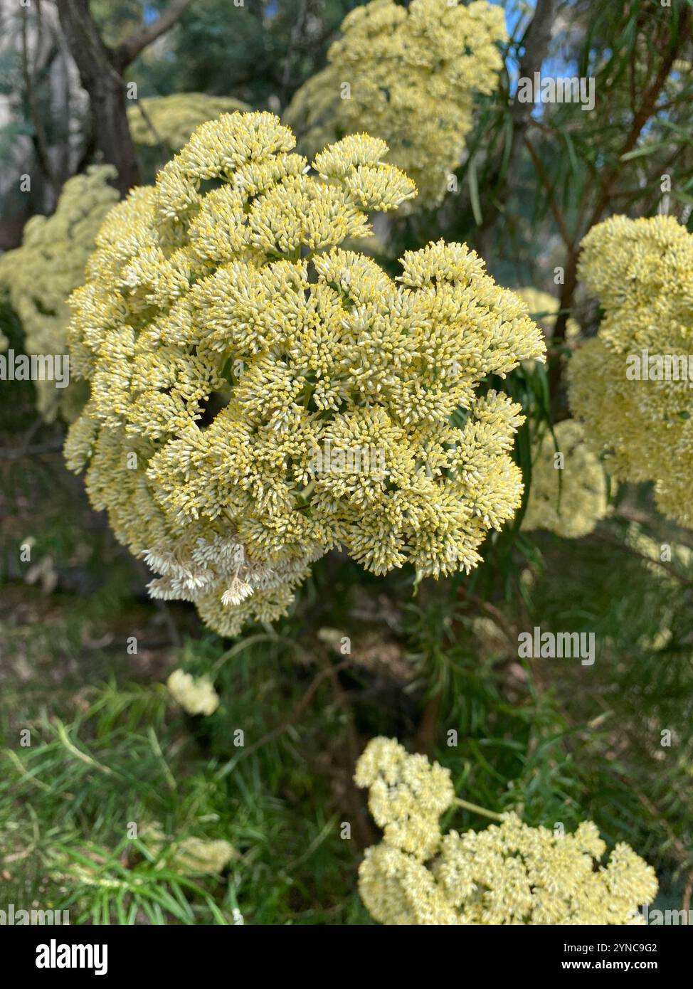 Shiny Cassinia (Cassinia longifolia Stock Photo - Alamy