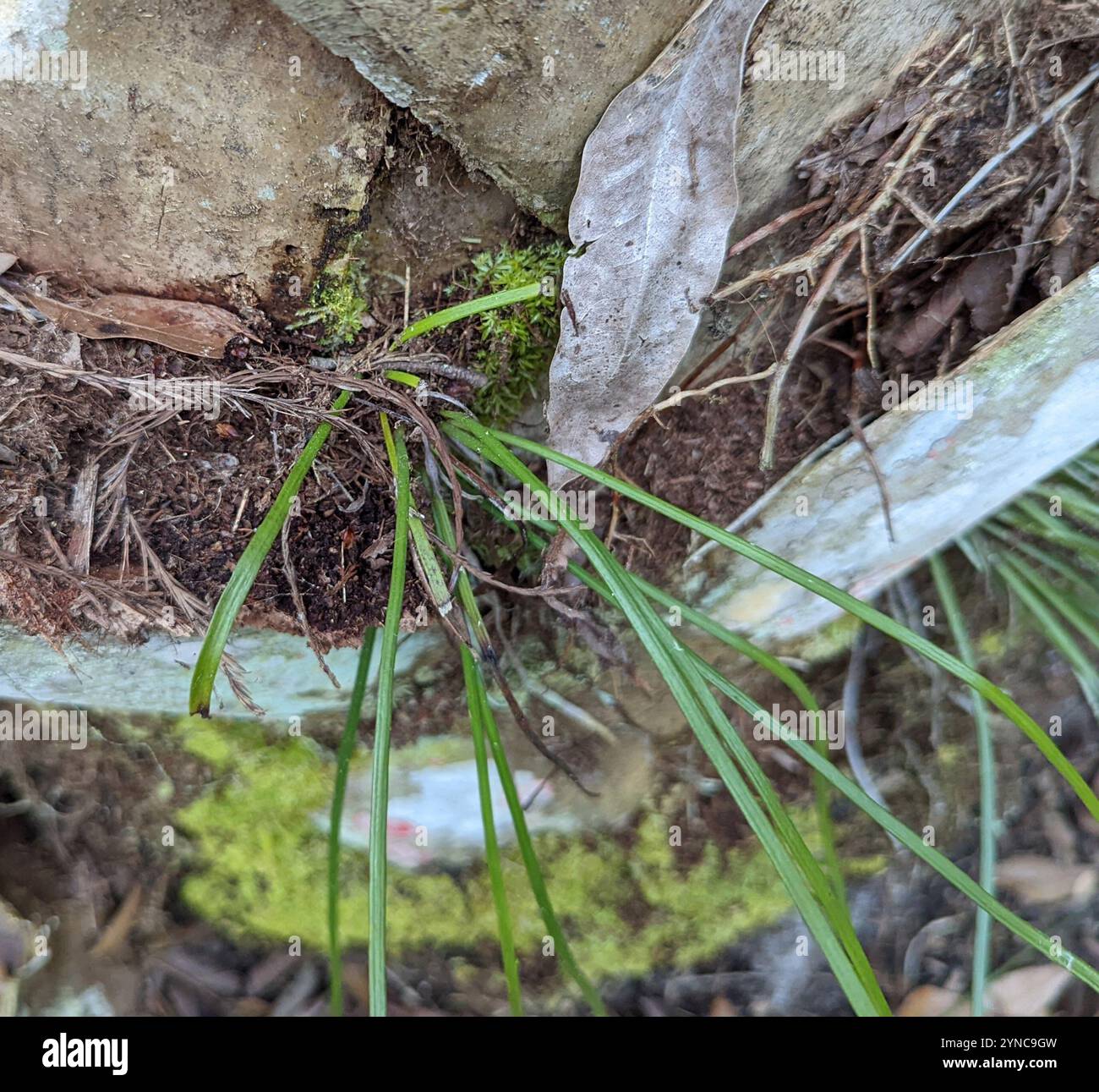 Shoestring Fern (Vittaria lineata Stock Photo - Alamy