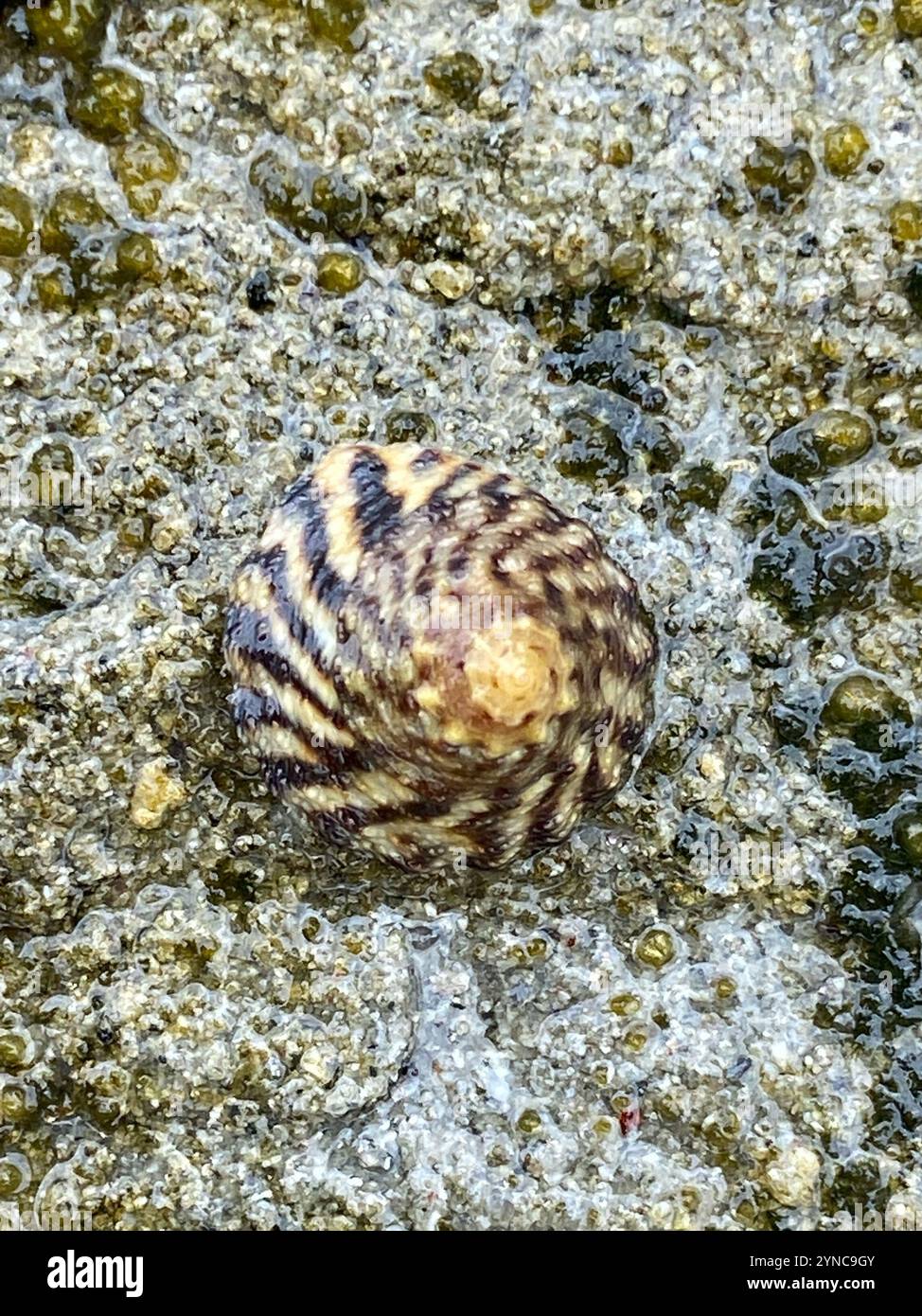 Striped-mouth Conniwink (Bembicium nanum Stock Photo - Alamy